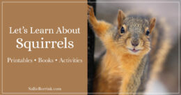 Squirrels Unit Study | A Quiet Simple Life | Sallie Borrink