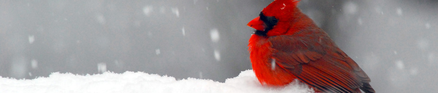 A Snowy, Sleety Sunday In Mid-April - A Quiet Simple Life