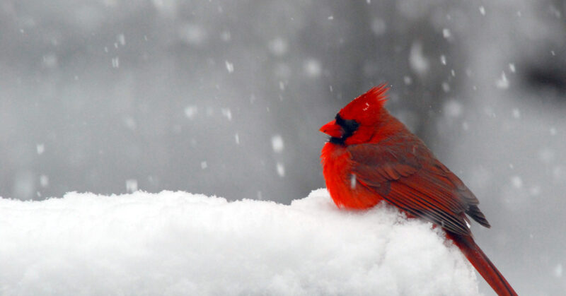 A Snowy, Sleety Sunday In Mid-April | Sallie Borrink