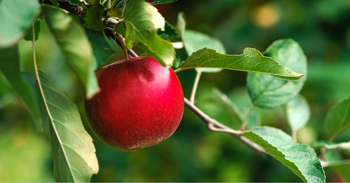 Apples Unit Study | Sallie Borrink