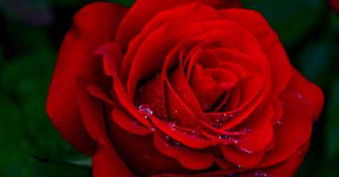 “A Red, Red Rose” by Robert Burns – Printable Poetry | Sallie Borrink