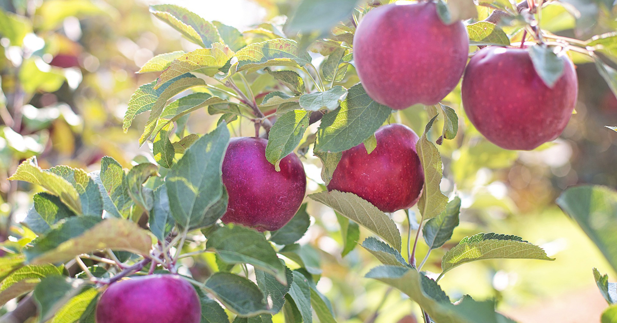 Using a Habit Tracker | Cozy Life Reset - Day 3 | Sallie Borrink