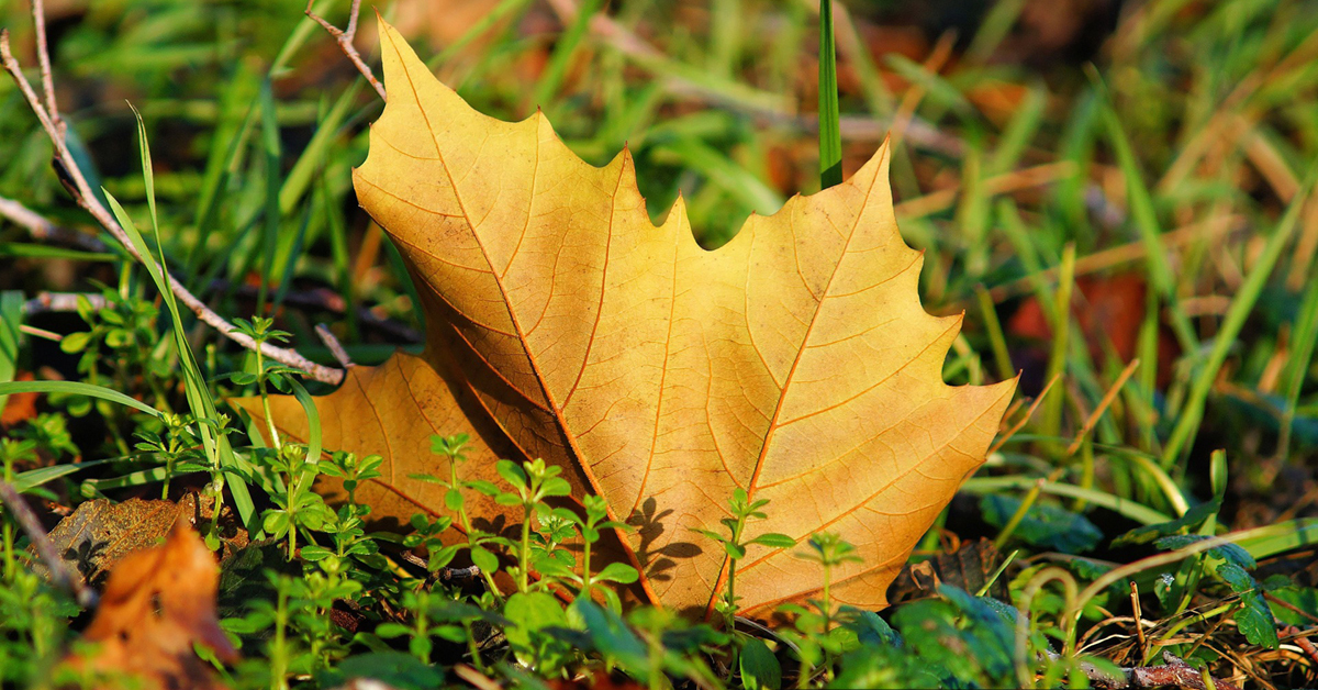 An Early Fall This Year? | A Quiet Simple Life